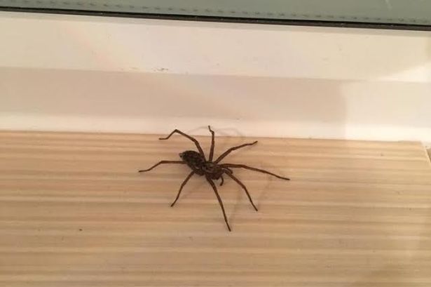 Hubení pavouků (Brno a Jižní Morava)