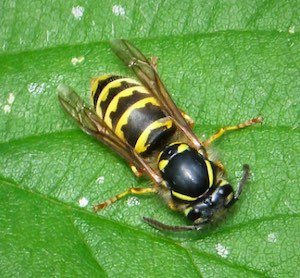 Vosa obecná (VŠE CO POTŘEBUJETE VĚDĚT)